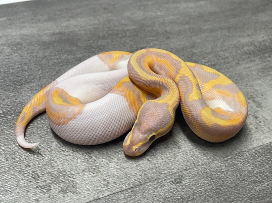 Coral Glow Piebald Ball Python by DCM Reptiles