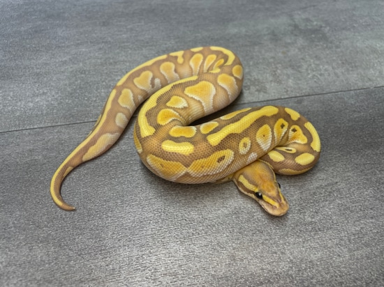 Lesser Banana Ball Python by DCM Reptiles