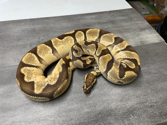 Enchi Orange Dream Gravel Ball Python by DCM Reptiles