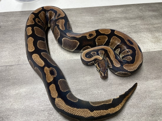 Normal Ball Python by DCM Reptiles