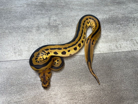 Batman Ball Python by DCM Reptiles