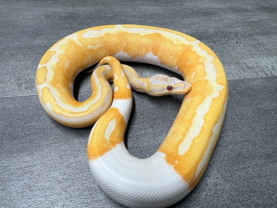 Dreamsicle Ball Python by DCM Reptiles