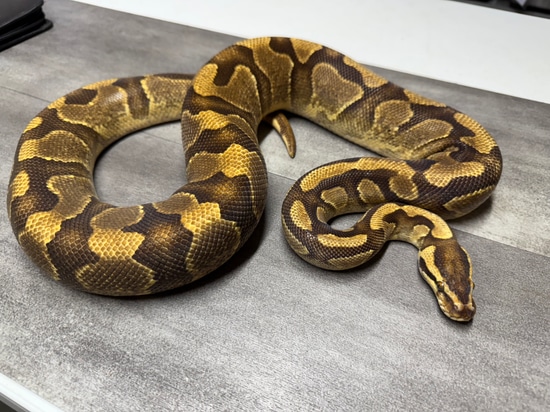Enchi YB Ball Python by DCM Reptiles