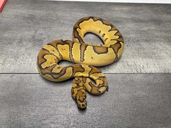 Fire Red Stripe Clown Ball Python by DCM Reptiles
