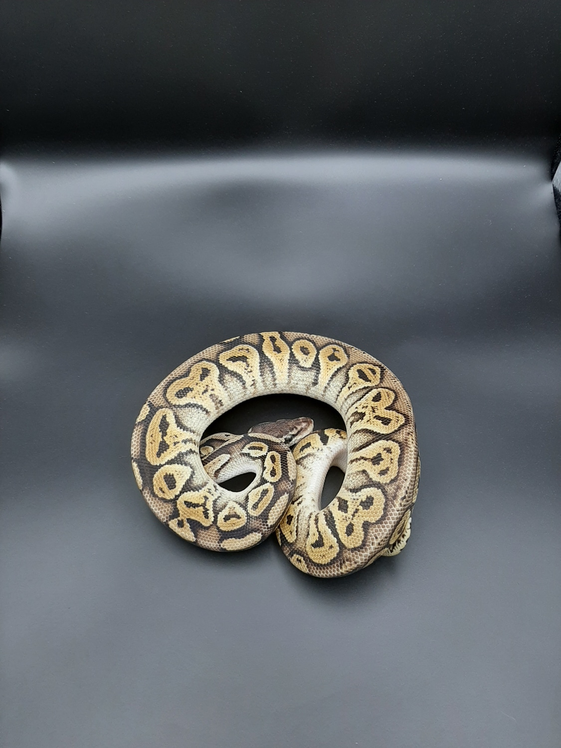 Pewter Bongo Ball Python by A&J Reptiles - MorphMarket