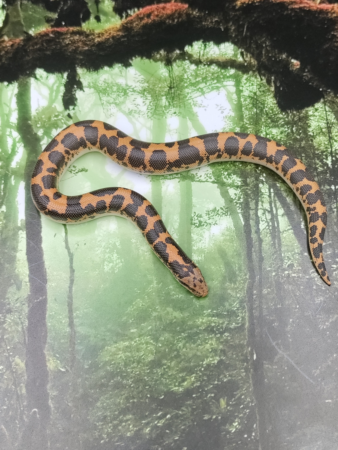 Normal Het Anery Kenyan Sand Boa by A&J Reptiles - MorphMarket
