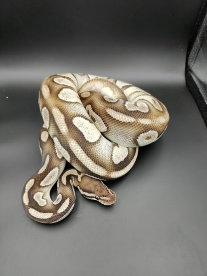 Orange Dream Mojave Axanthic Vpi Free Shipping Ball Python by A&J Reptiles