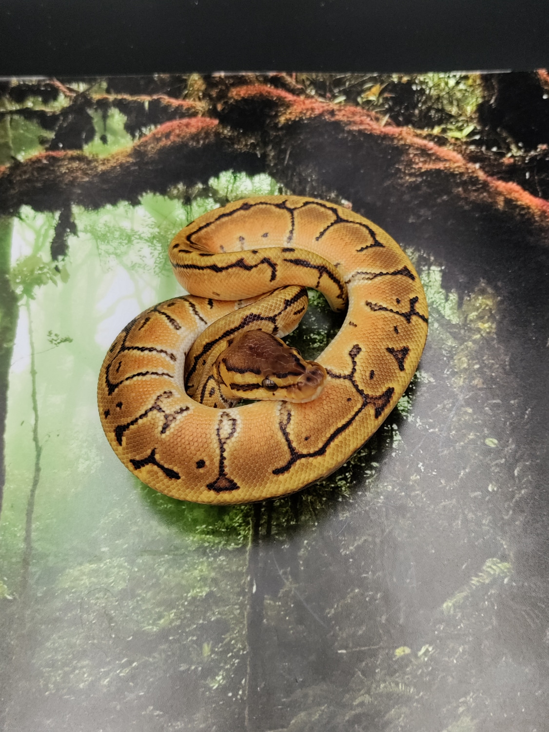 Fire Pinstripe Orange Dream Free Shipping Ball Python by A&J Reptiles ...