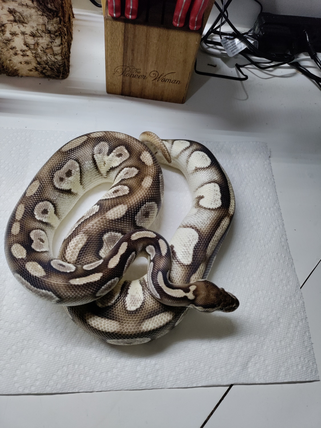 Axanthic Vpi Mojave Orange Dream Ball Python by A&J Reptiles - MorphMarket