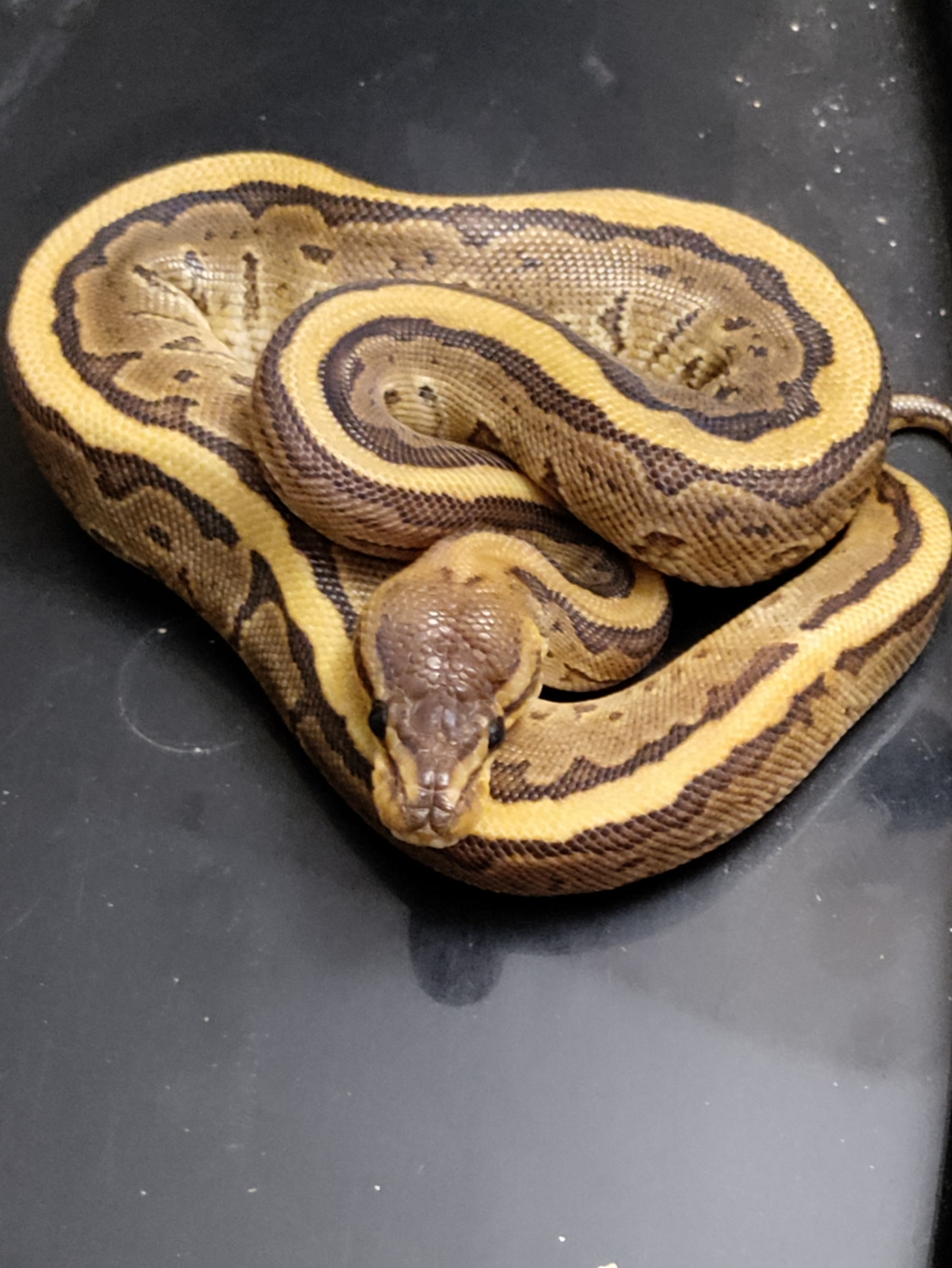 Cinnamon Pinstripe Ball Python by A&J Reptiles - MorphMarket