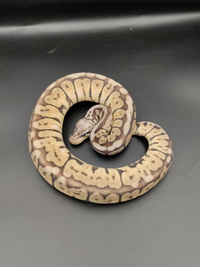 Black Widow Ball Python by A&J Reptiles