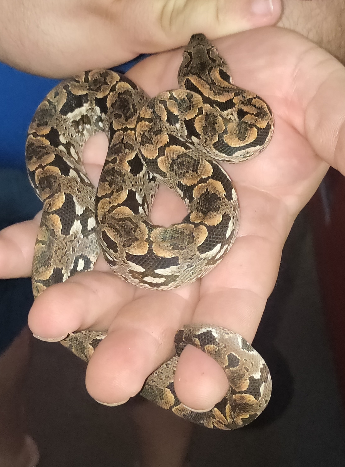 Dumeril Boa Dumeril's Boa by Deadly morph reptiles - MorphMarket