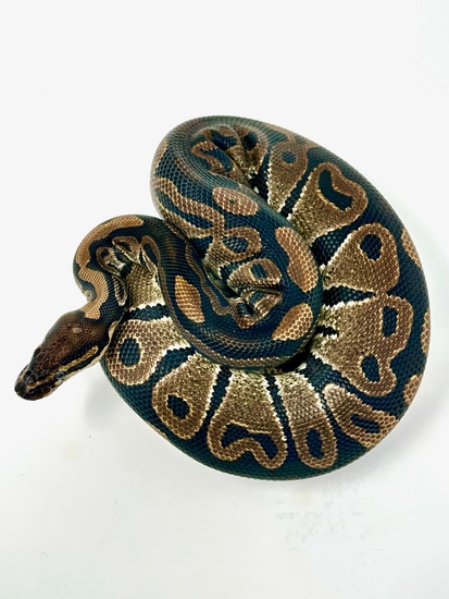 Normal Ball Python by Mac and Josh Reptiles
