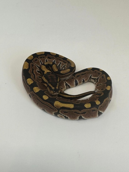 Special (Mojave X Special = Crystal) Ball Python by Mac and Josh Reptiles