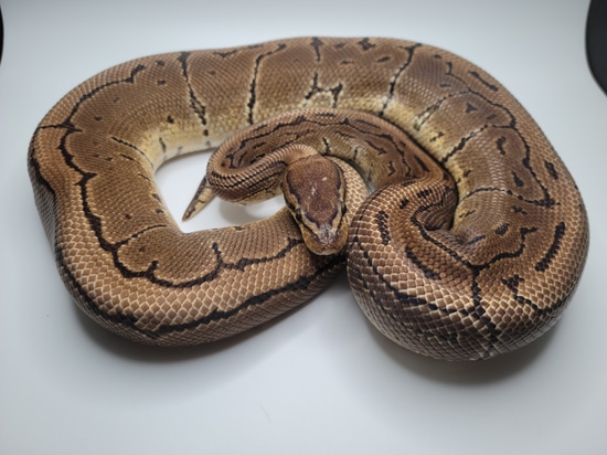 Pinstripe Ball Python by Hide-n-seek constrictors