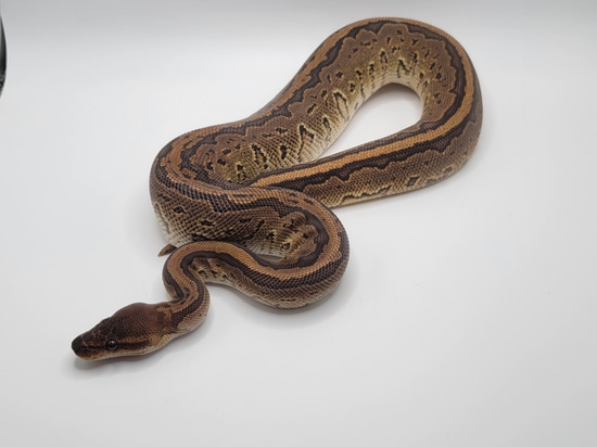 Od Blackhead Pinstripe Ball Python by Hide-n-seek constrictors
