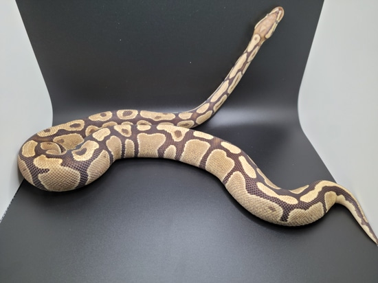 Fire Ball Python by Hide-n-seek constrictors