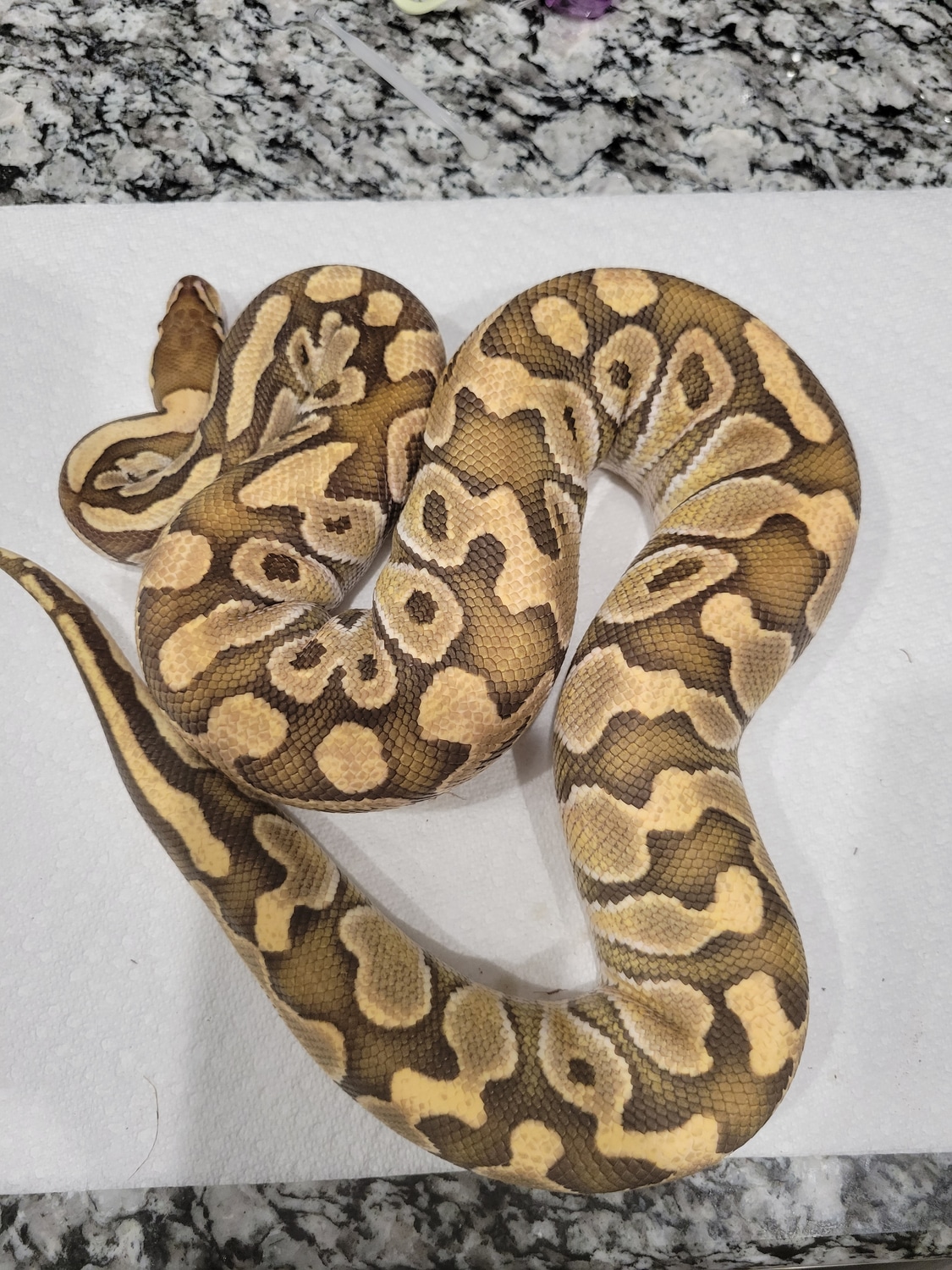 Lesser Het Clown Ball Python by Hide-n-seek constrictors - MorphMarket