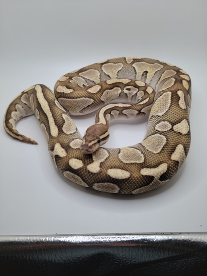 Lesser Het Clown Ball Python by Hide-n-seek constrictors