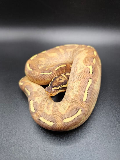 Enchi Freeway Ball Python by Hide-n-seek constrictors
