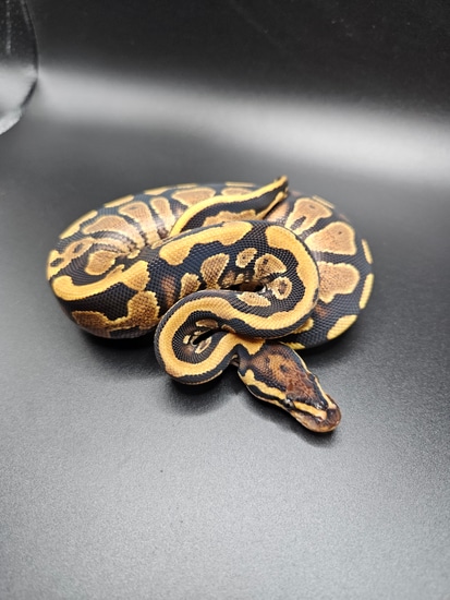 Yellow Belly Het Pied Ball Python by Hide-n-seek constrictors