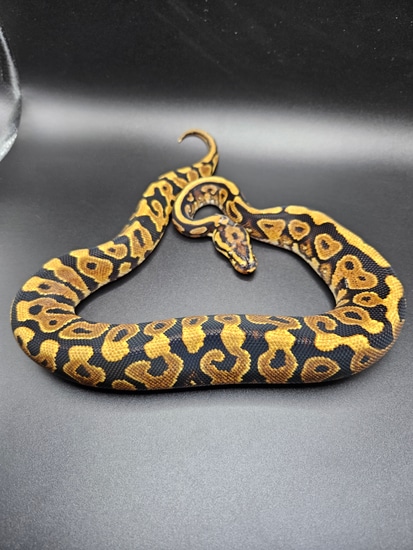 Spotnose Het Clown 50%het Desert Ghost Ball Python by Hide-n-seek constrictors