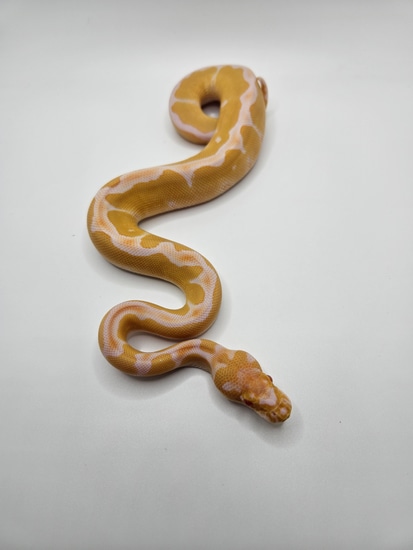 Albino Clown Ball Python by Hide-n-seek constrictors
