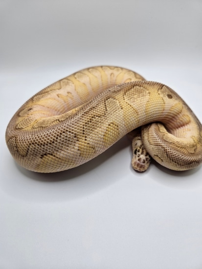 Super Pastel Lesser Clown Ball Python by Hide-n-seek constrictors