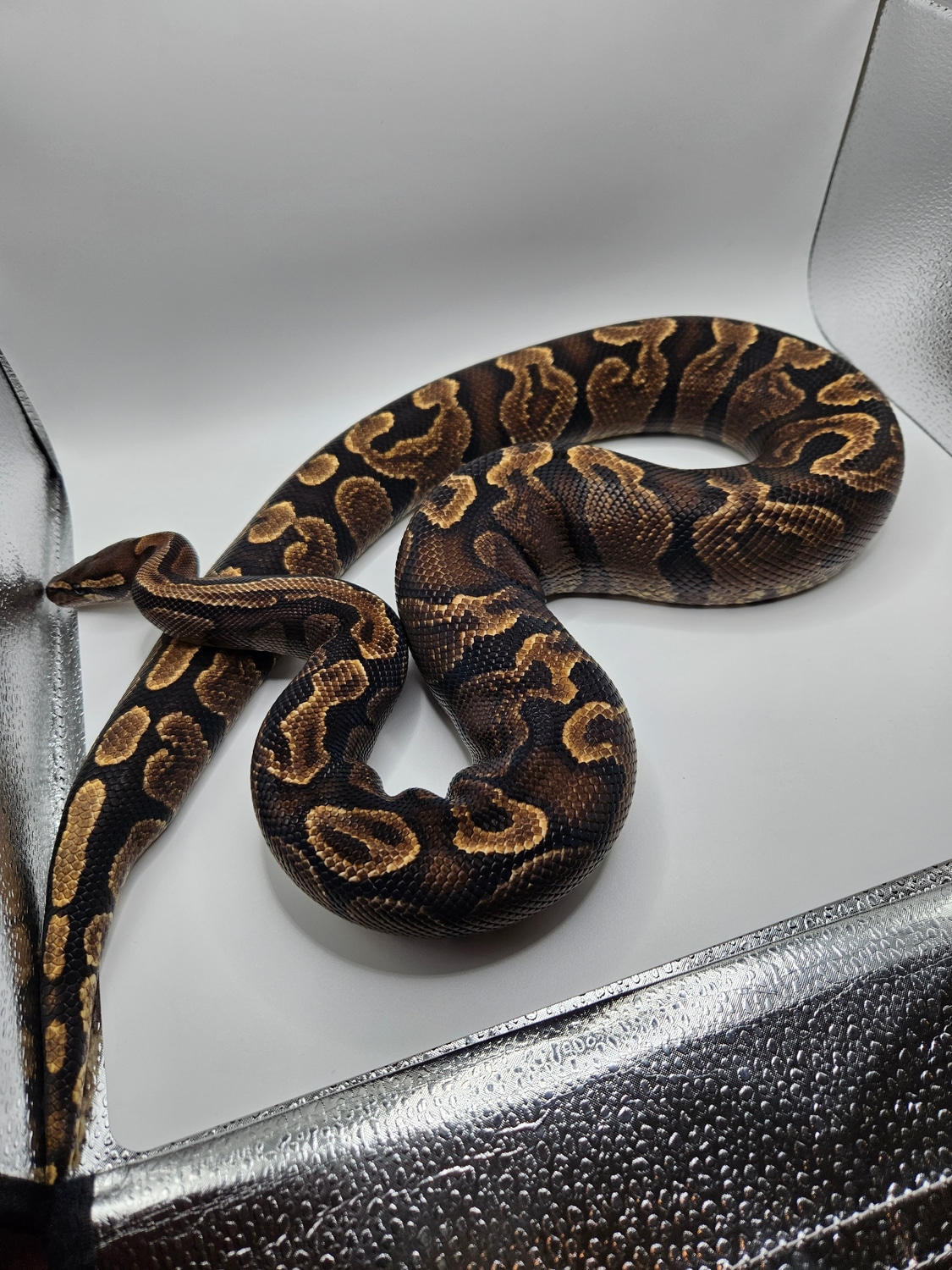 Ghi Ball Python by Hide-n-seek constrictors - MorphMarket