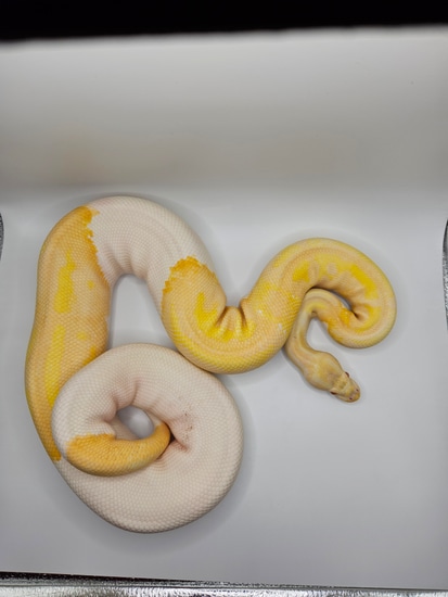 Albino Pied Ball Python by Hide-n-seek constrictors