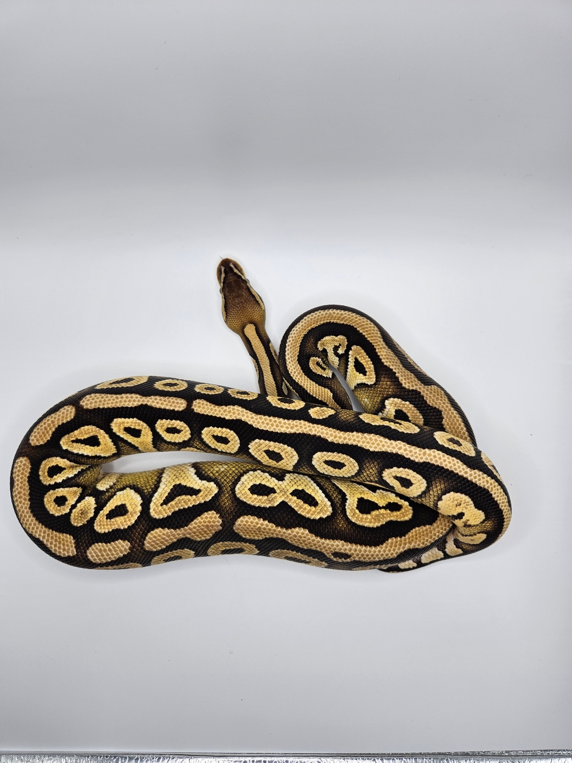 Pastel Lesser Ball Python by Hide-n-seek constrictors - MorphMarket