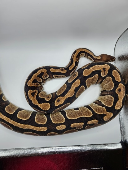 Het Pied Ball Python by Hide-n-seek constrictors