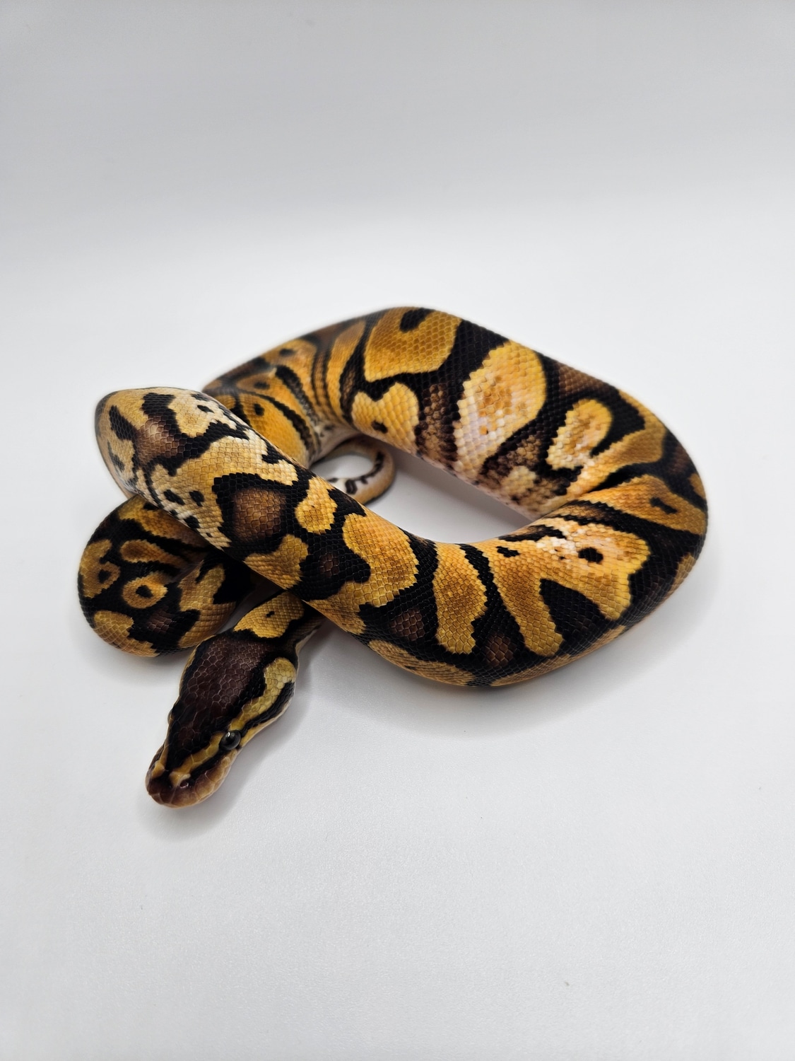 Pastel Calico Het Clown Poss Het Albino Ball Python by Hide-n-seek ...