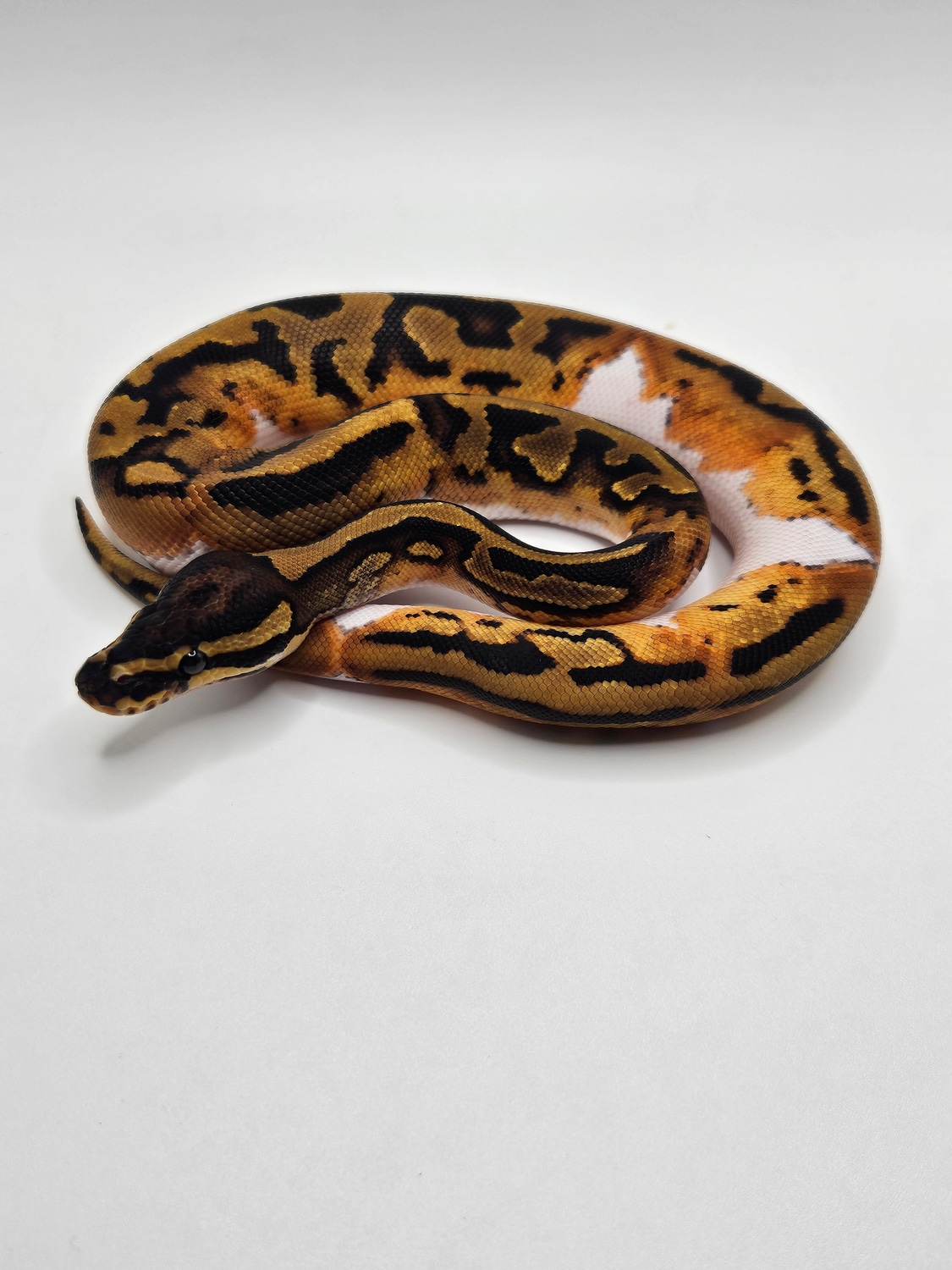 Pastel Pied Poss Het Albino Ball Python by Hide-n-seek constrictors ...