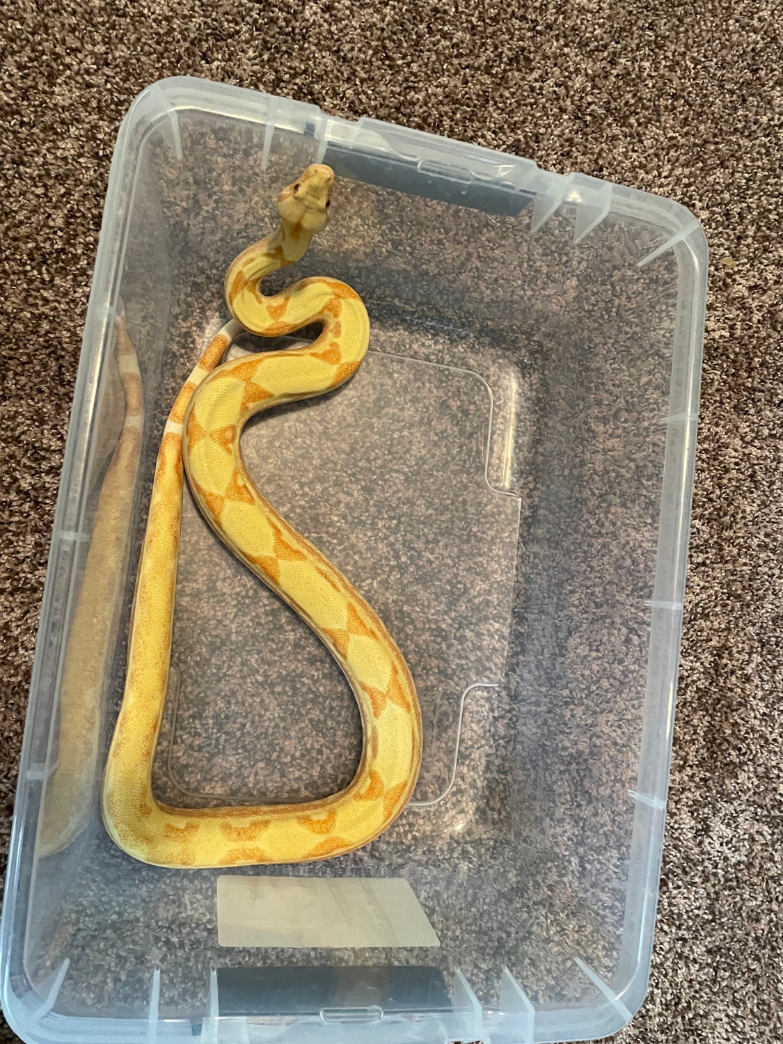 Super Sunglow Boa Constrictor by No New Morphs - MorphMarket