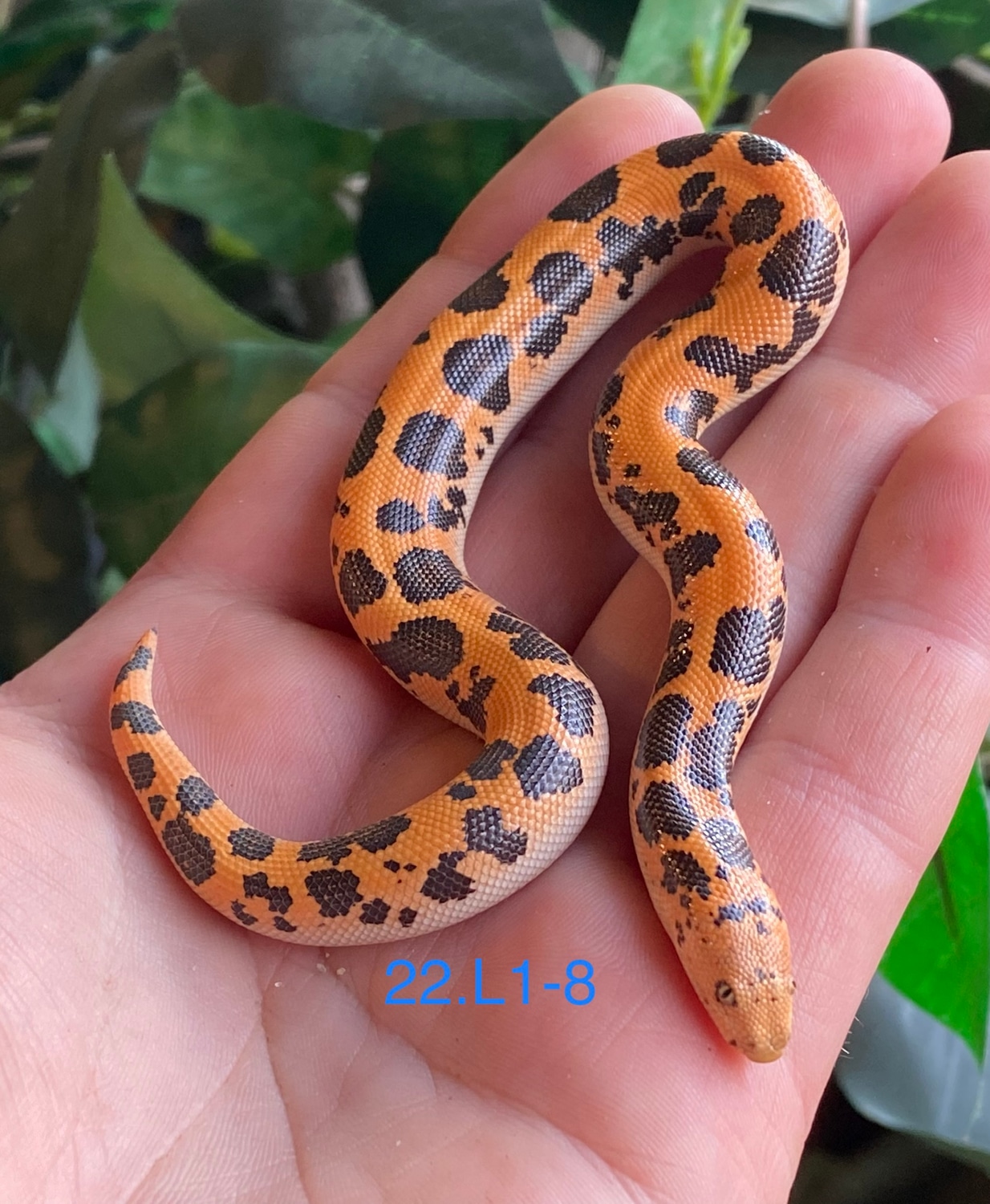 Pure Dodoma Kenyan Sand Boa by Josh Mcnerlin Reptiles - MorphMarket
