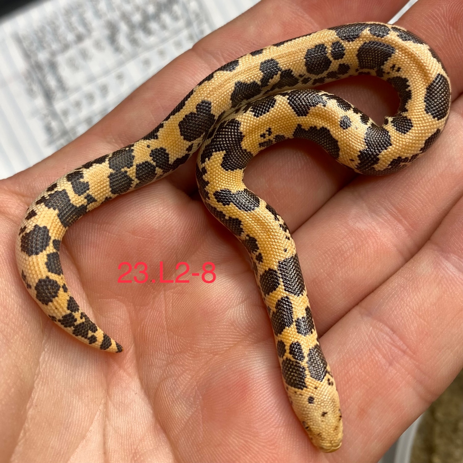Gx Het Paint Ph Snow Kenyan Sand Boa by Josh Mcnerlin Reptiles ...