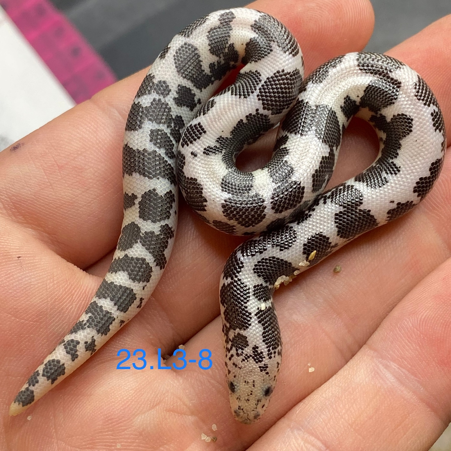 Gx Anery Het Paint Kenyan Sand Boa by Josh Mcnerlin Reptiles - MorphMarket