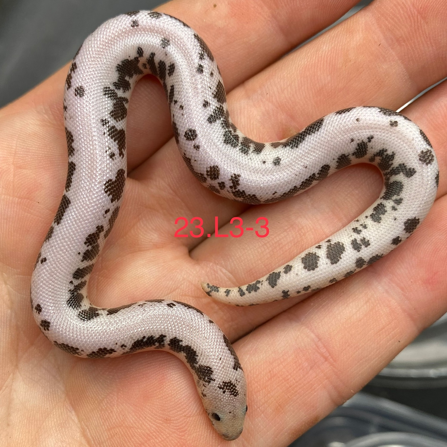 GX Anery Paint Kenyan Sand Boa by Josh Mcnerlin Reptiles - MorphMarket