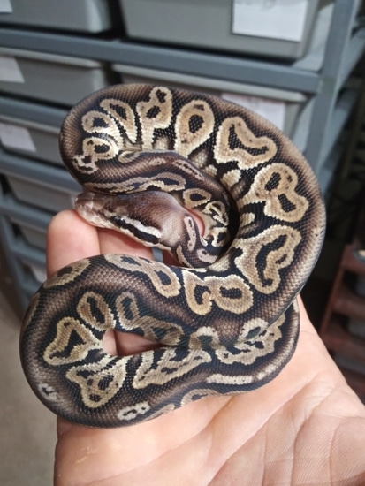 Black Pewter Poss Special Ball Python by Tennessee Constrictors ...