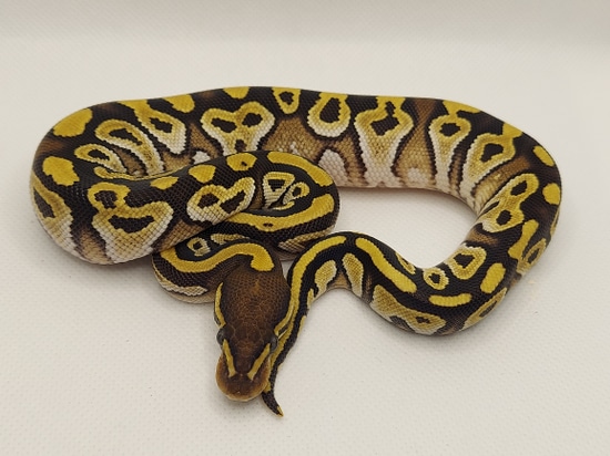 Mojave Yellowbelly Ball Python by Tennessee Constrictors-Storybook Serpents