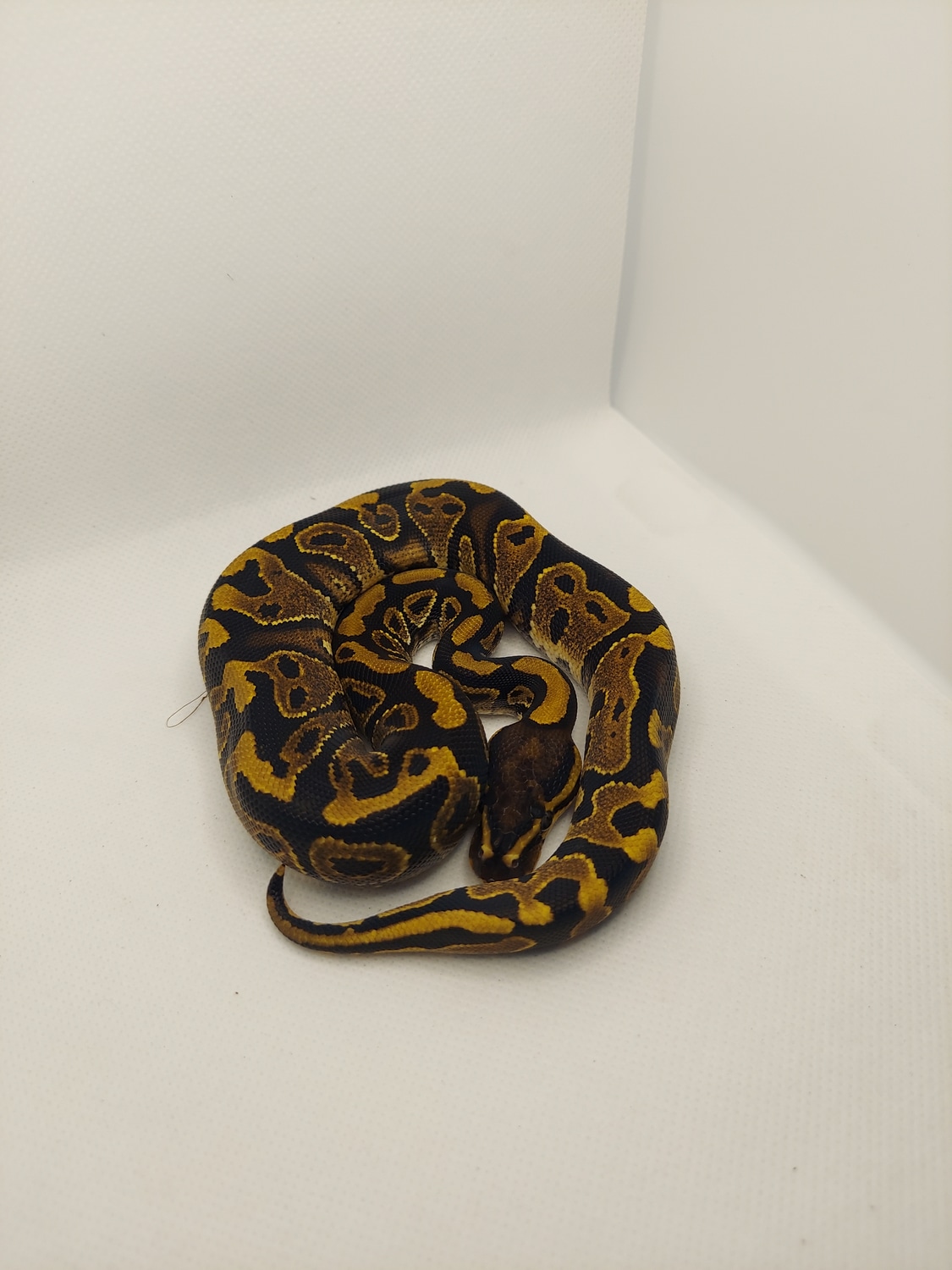 Leopard Yellowbelly #2 Ball Python by Tennessee Constrictors-Storybook ...