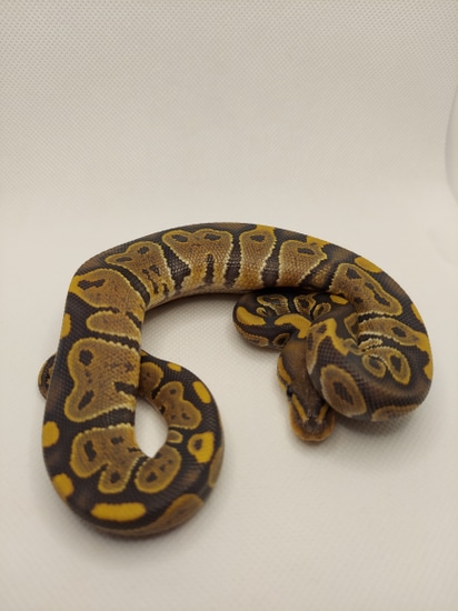 Chocolate Orange Ghost Ph Dg Ball Python by Tennessee Constrictors ...