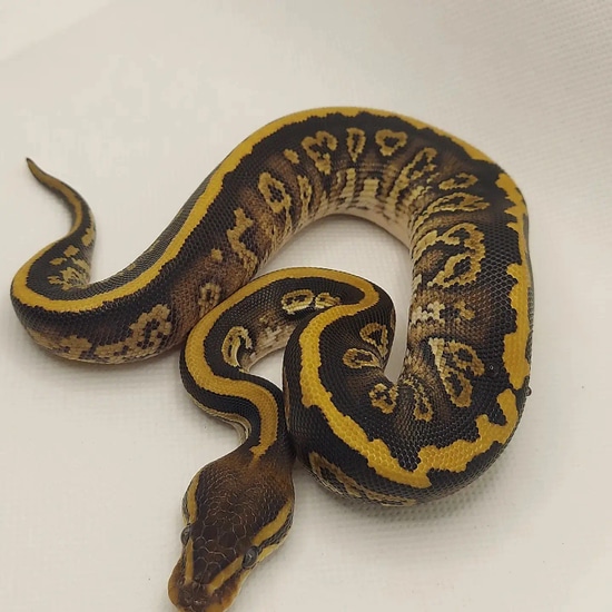 Phantom Nanny Ball Python by Tennessee Constrictors-Storybook Serpents