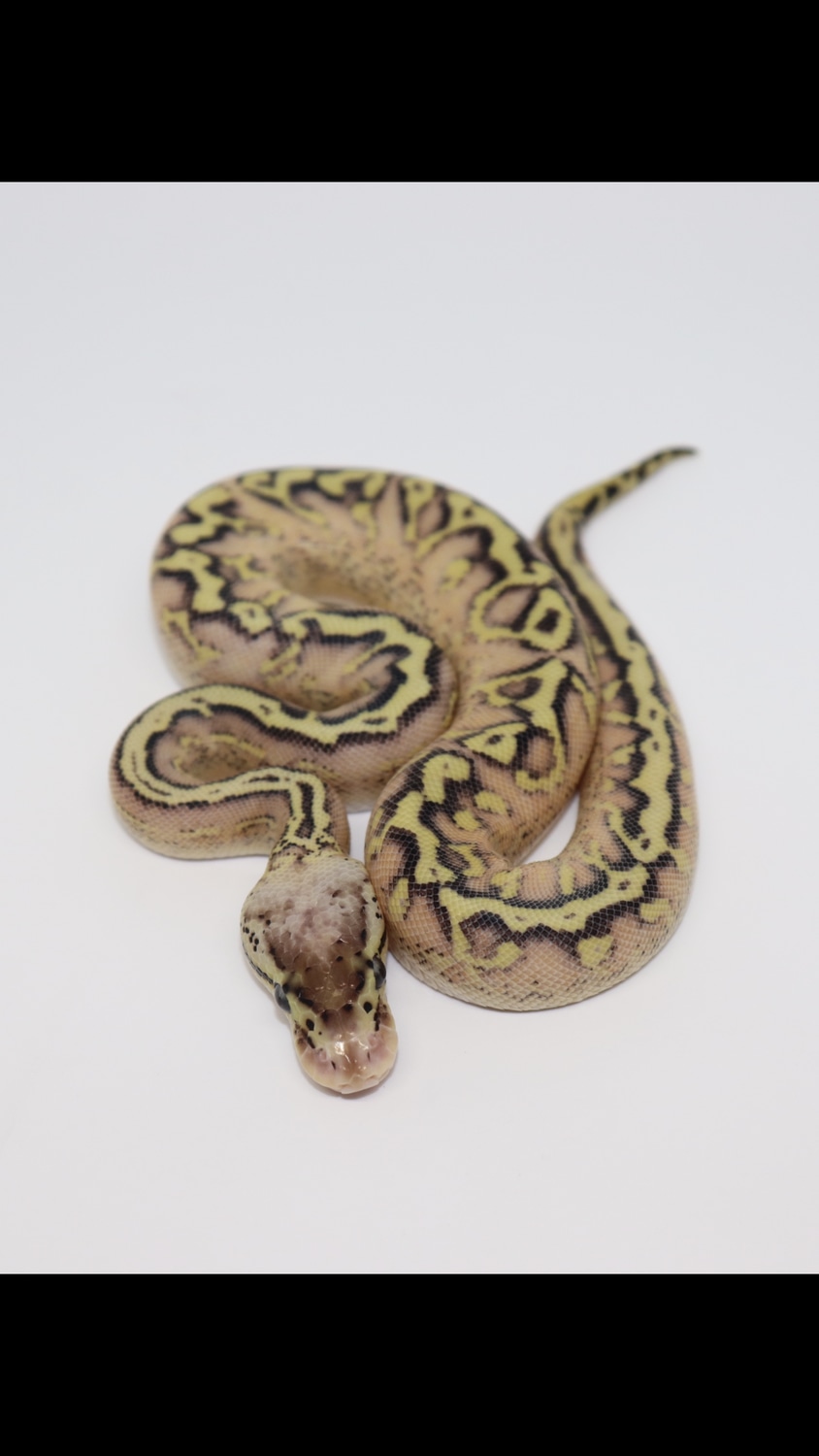 Pastel Hidden Gene Woma Freeway Ball Python by Quick's Constrictors ...