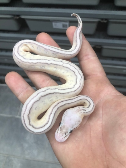 Pastel Soulsucker Freeway Ball Python by Quick's Constrictors