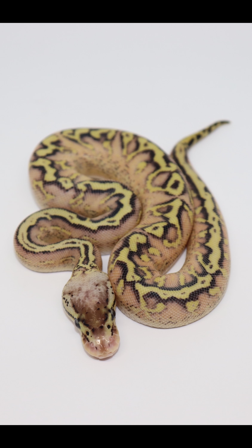 Pastel Hgw Freeway Ball Python by Quick's Constrictors - MorphMarket