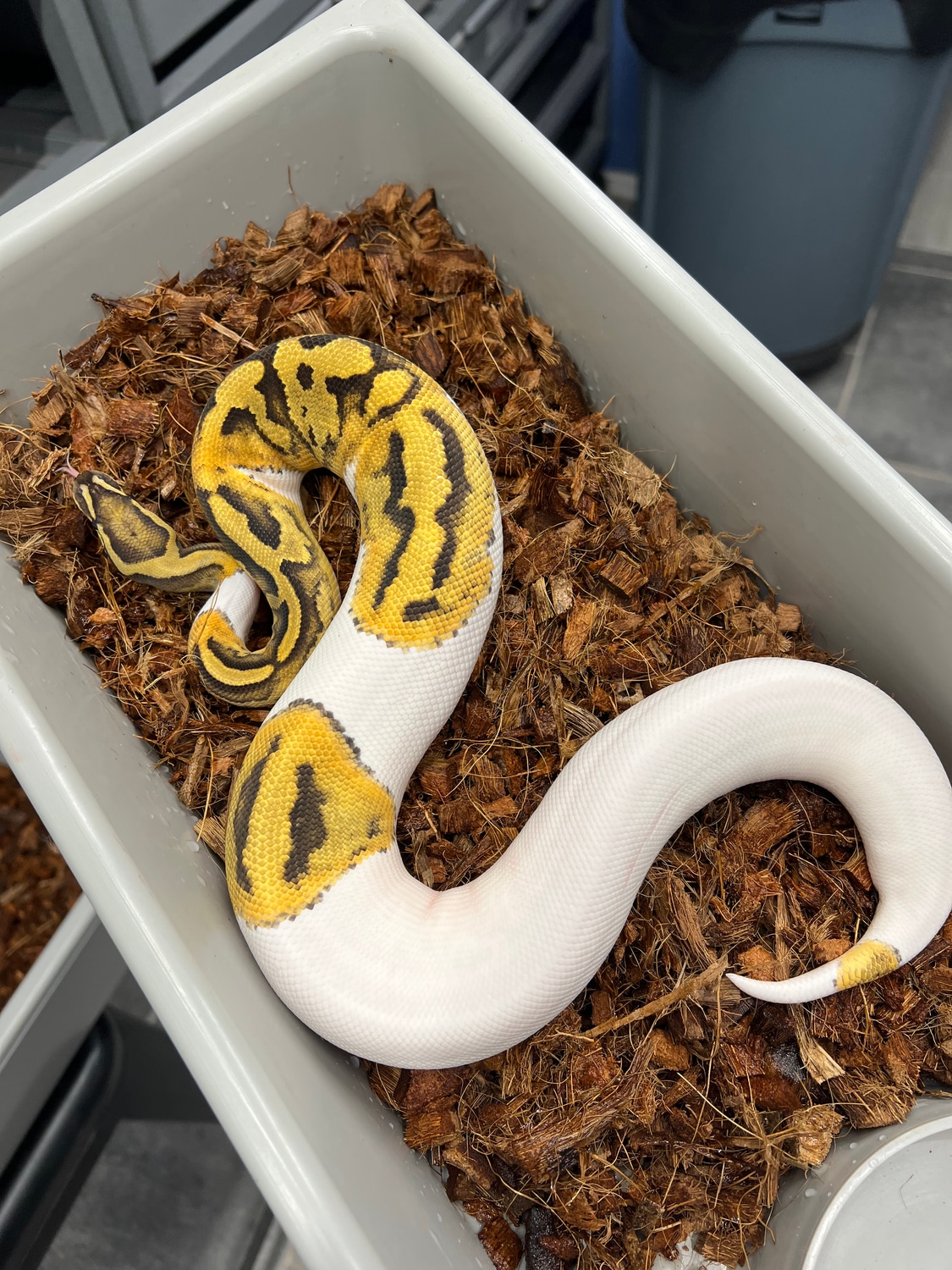 Vanilla Pied Ball Python by Quick's Constrictors - MorphMarket