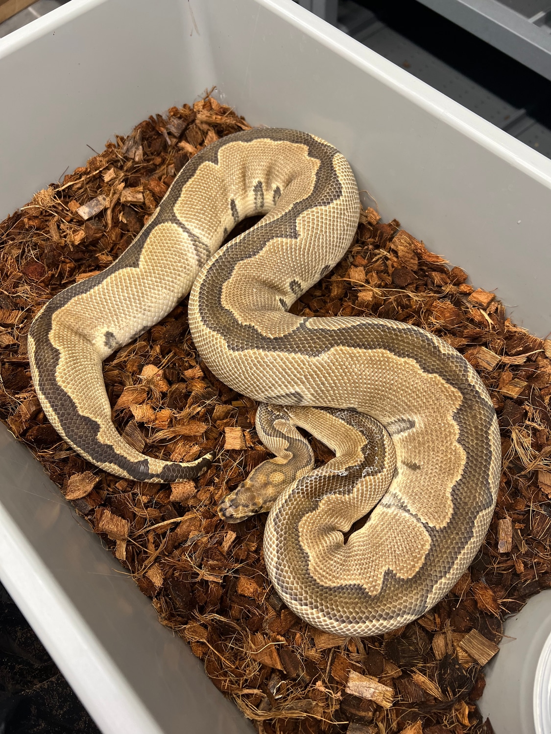 Blade Clown Ball Python by Quick's Constrictors - MorphMarket