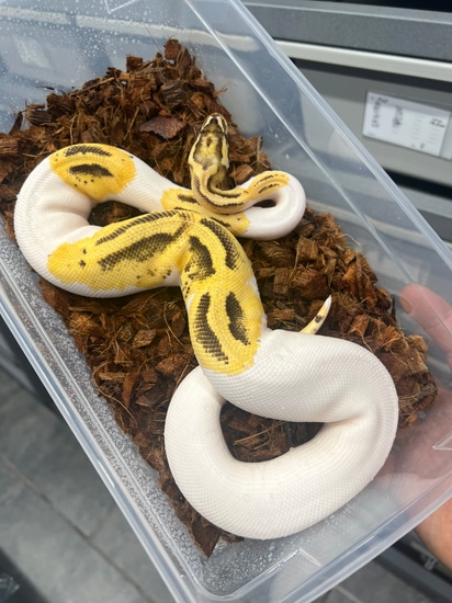 Pastel Fire Gene X Pied Ball Python by Quick's Constrictors